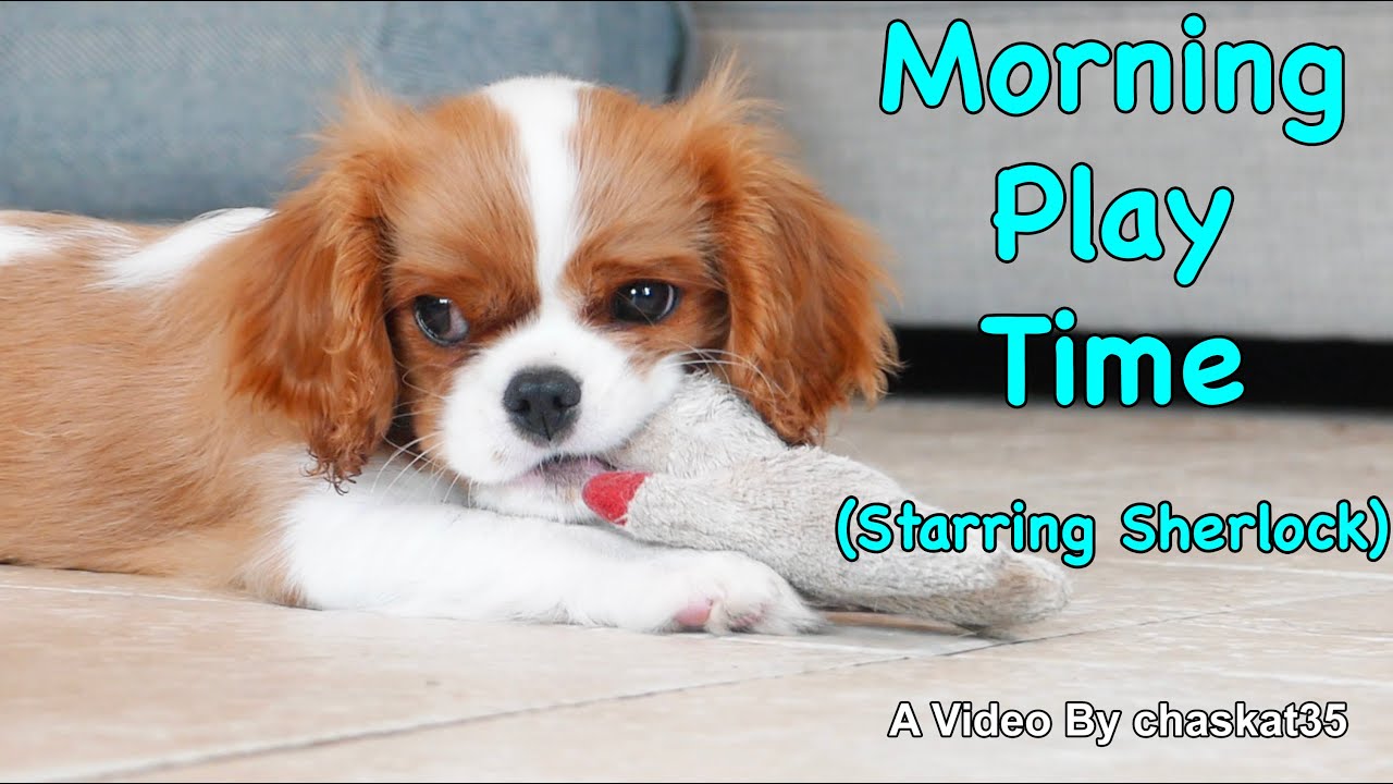 Morning Play Time (Starring Sherlock) - YouTube