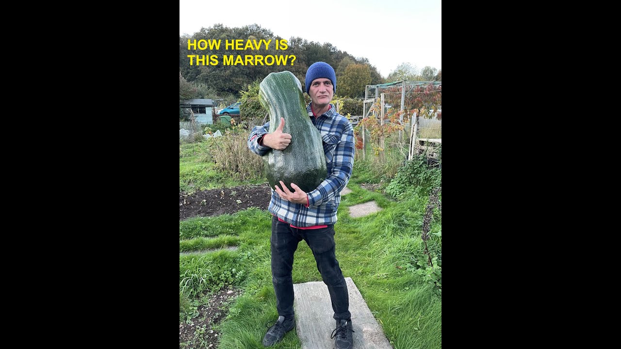This Giant Marrow Was Heavy #gardening #marrow #allotment - YouTube