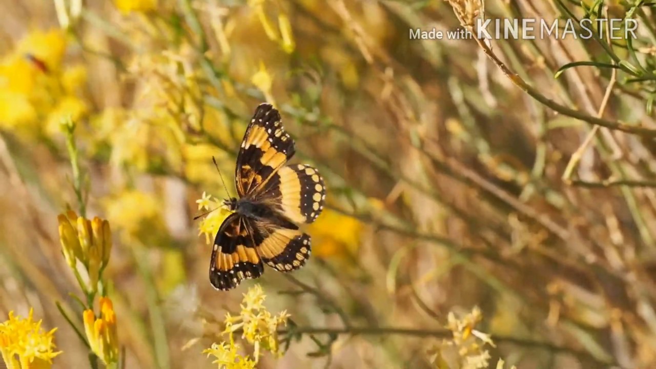 Butterfly - Honey... - YouTube