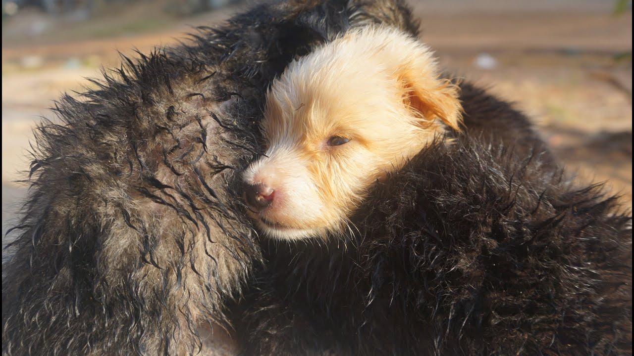 After bathing and clean 4 Cute Puppies, put them in a warm place to ...