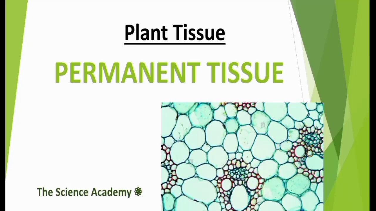 Permanent Tissue In Plant Types Of Permanent Tissue Plant Anatomy permanent-tissue-in-plant-types-of-permanent-tissue-plant-anatomy