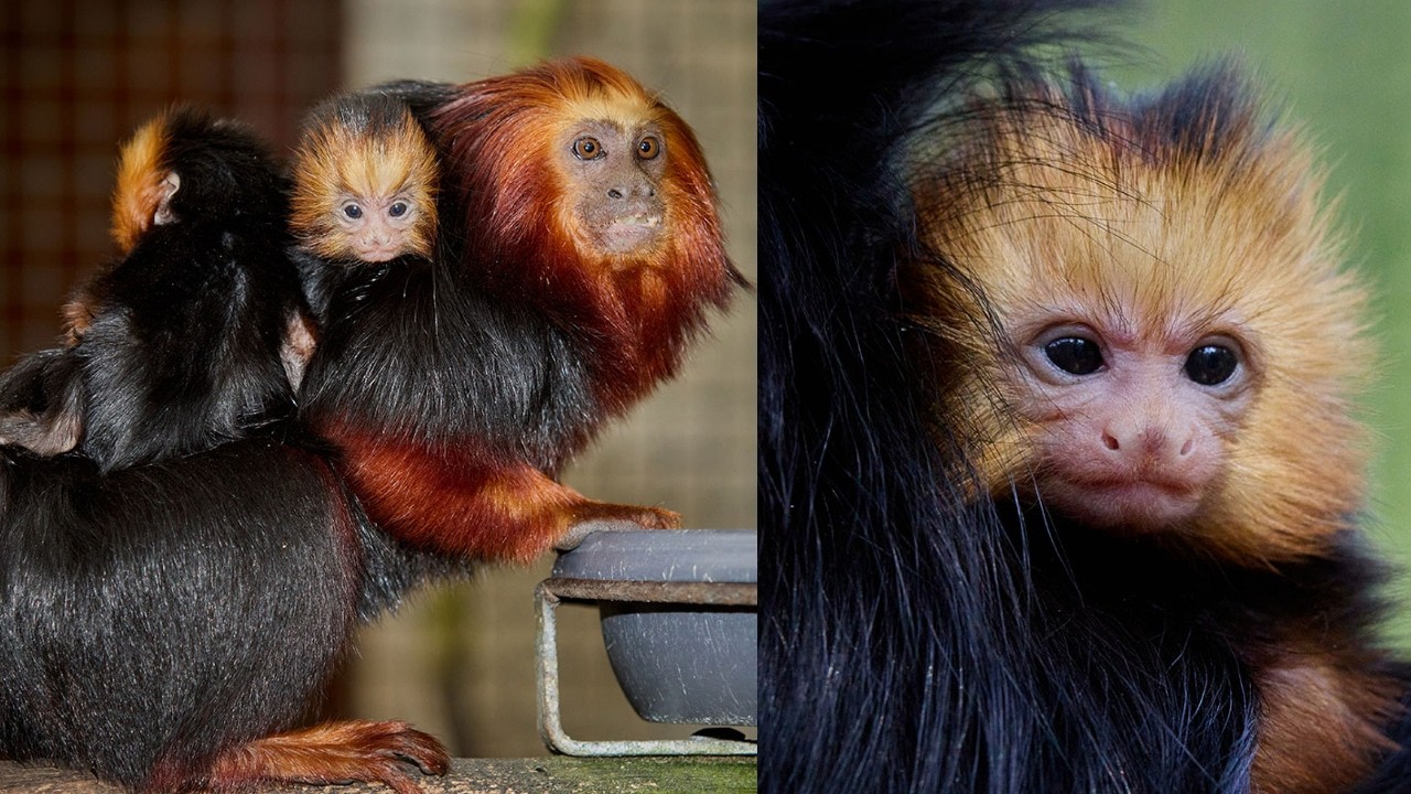 Twin Golden-Headed Lion Tamarins Born! 🐒 - YouTube