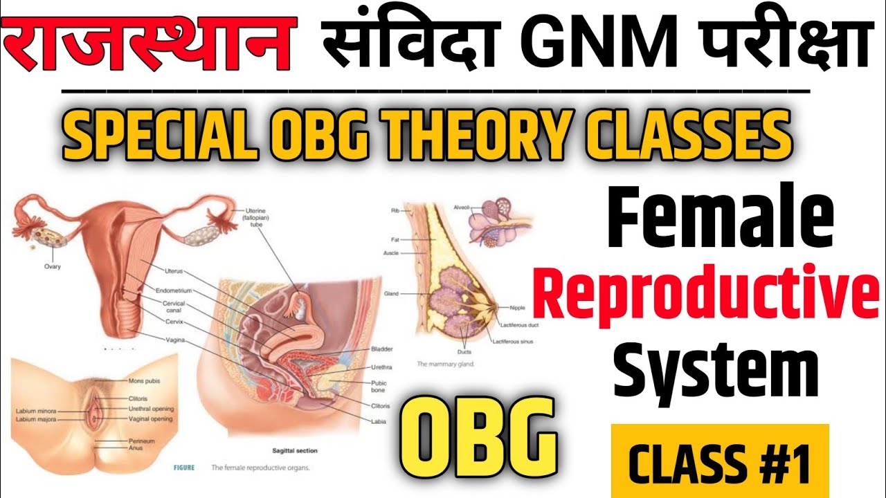 Special OBG Theory Classes Class #1 Female Reproductive System राजस्थान संविदा Gnm परीक्षा ...