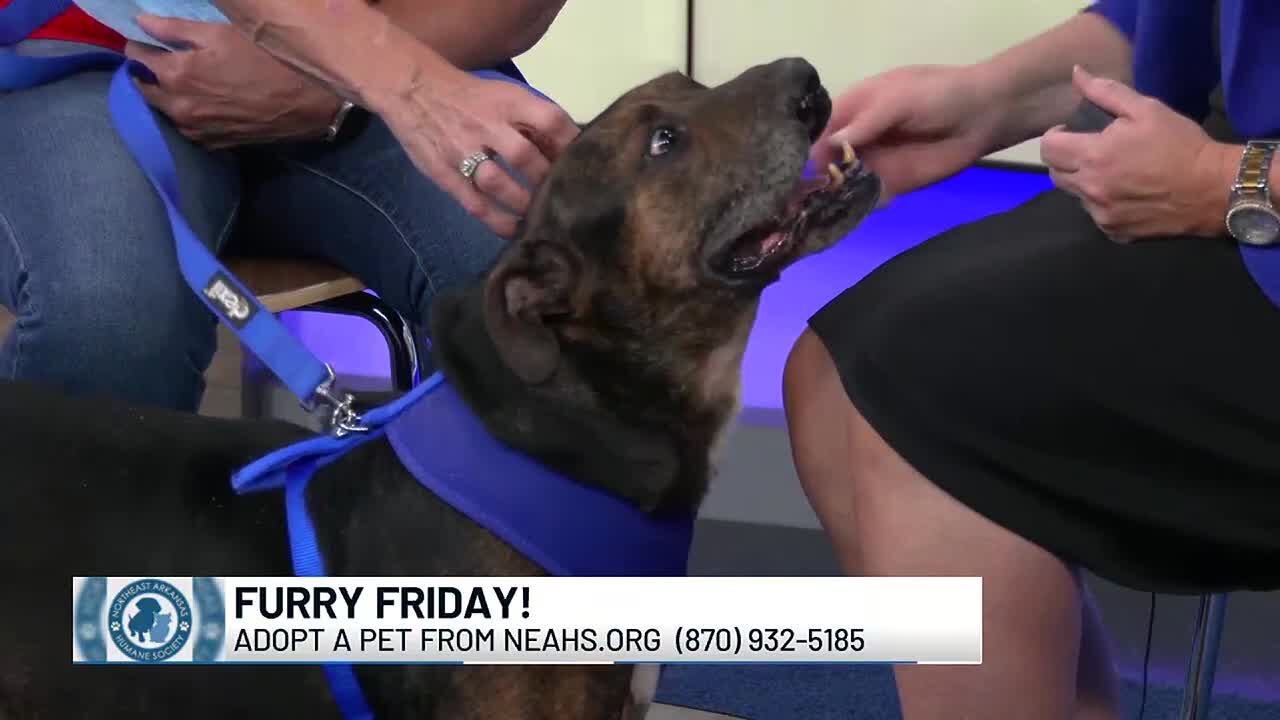 Furry Friday: Huck Finn - YouTube