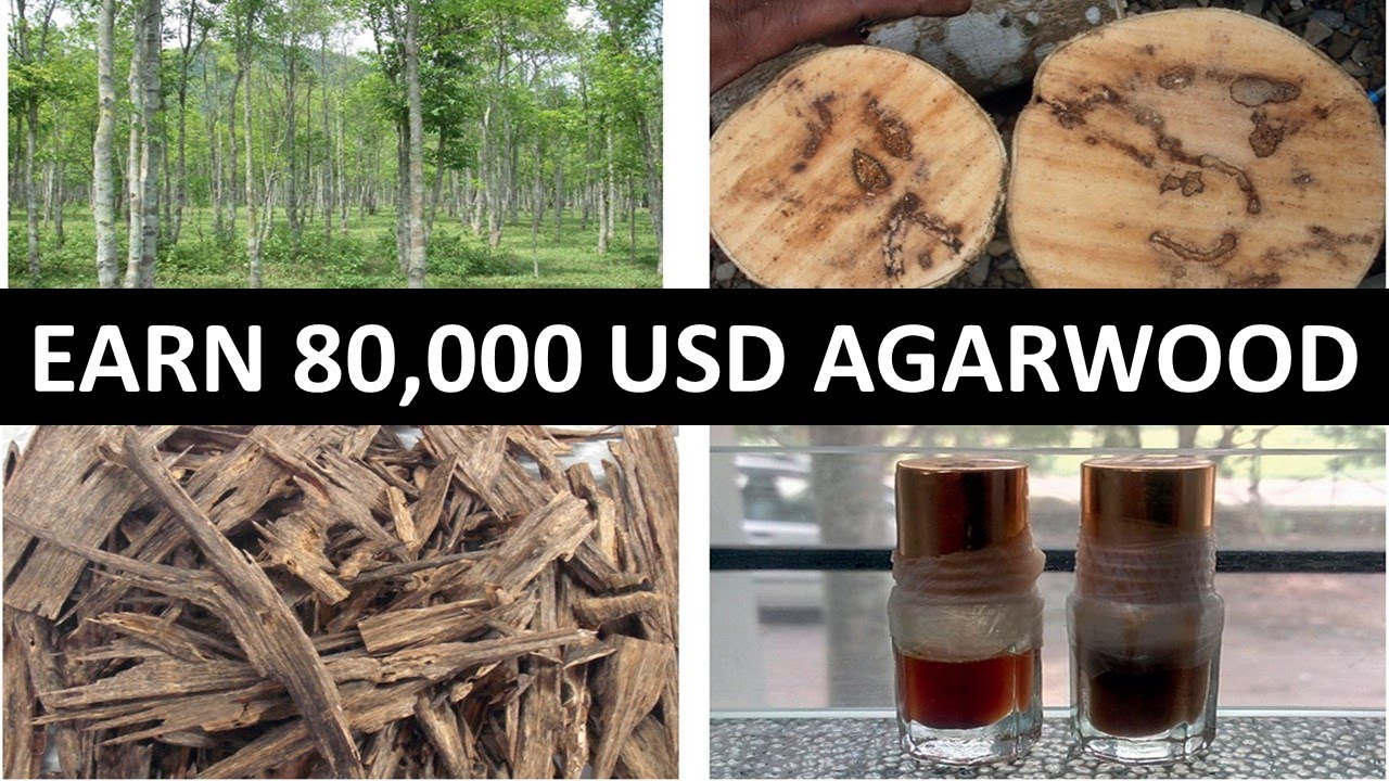 SECRETS OF AGARWOOD || 沉香木 || WHY AGARWOOD IS SO EXPENSIVE - YouTube