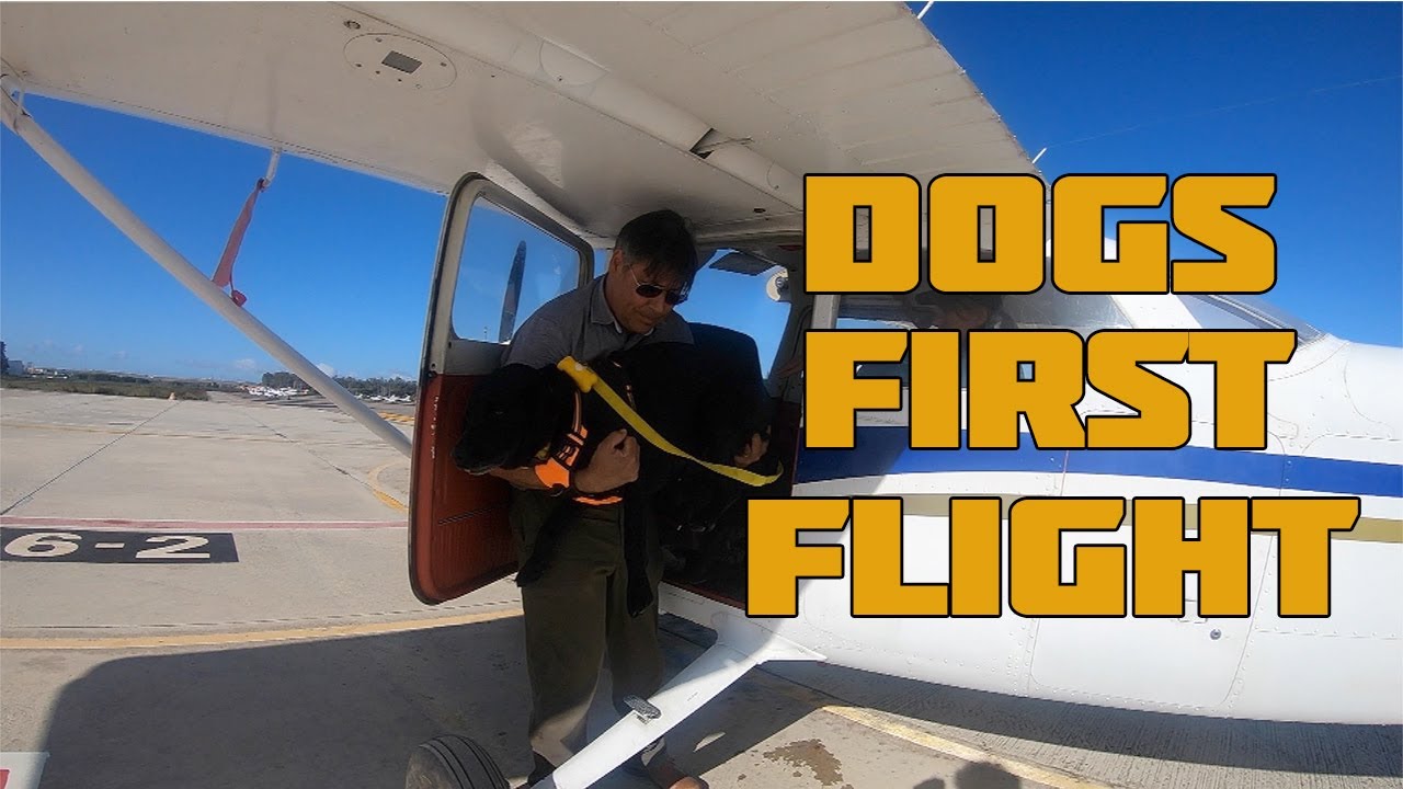 Our Dog’s First Flight in a Private Plane ️ | How Did It Go? - YouTube