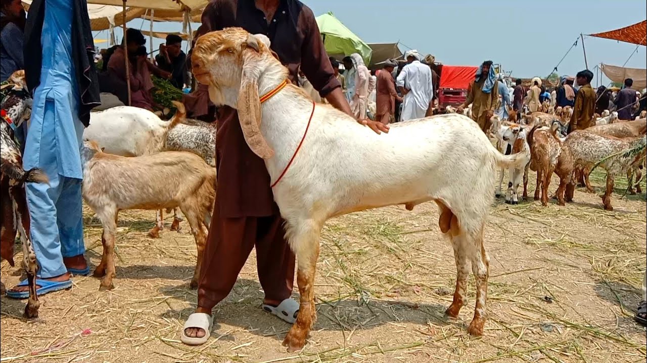 hasalpur Bakra Mandi fresh update top class quality mein pure Makkhi ...