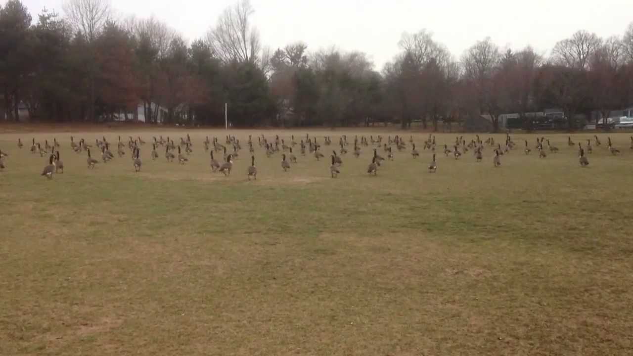 Canadian Geese at Sickles Park, Little Silver, NJ.mov - YouTube