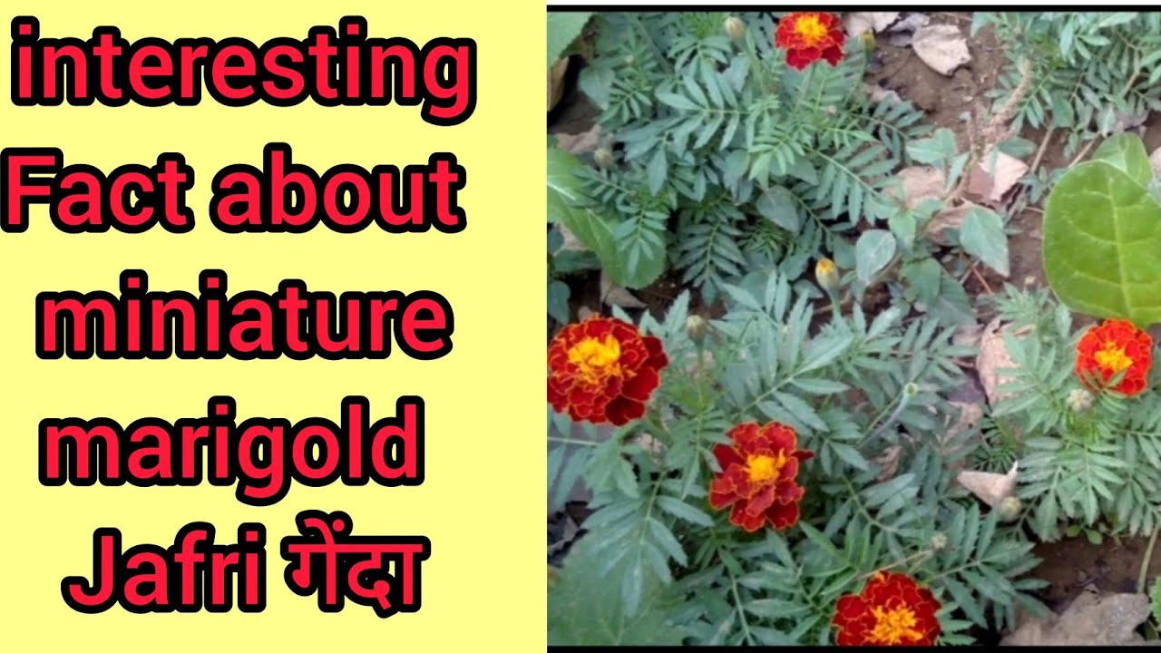 Interesting Fact About Marigold/ miniature jafri ! गेंदा कब,क्यो & कैसे ...