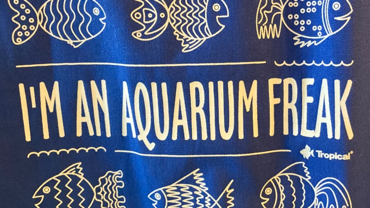 Saturday with Fish FREAKS #17 - AND Scruffy City Aquatics - YouTube