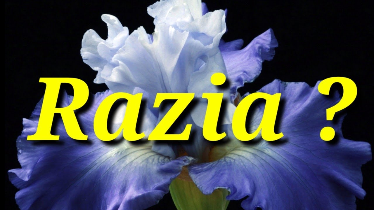 Razia Name Status | Razia Name Meaning | Razia Name WhatsApp Status ...