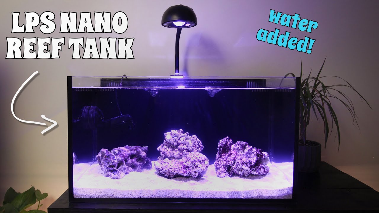 We filled up the 20g LPS tank! - YouTube