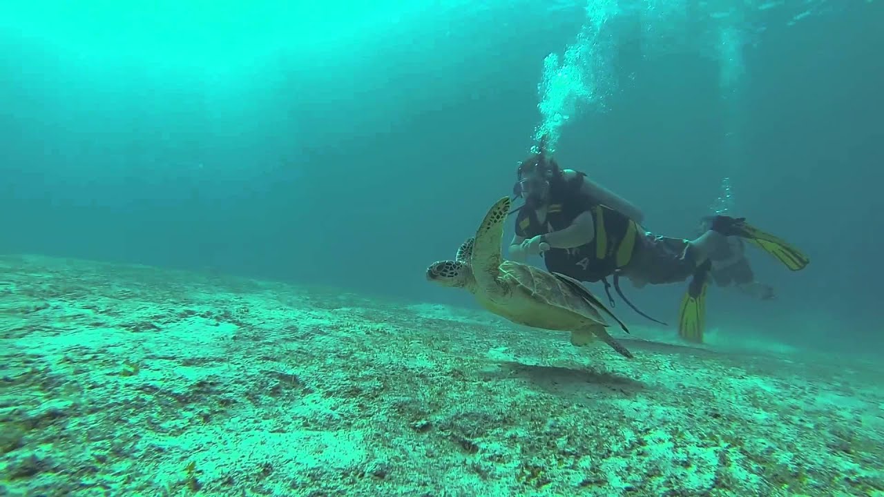 Scuba Diving in Palawan, Philippines - YouTube