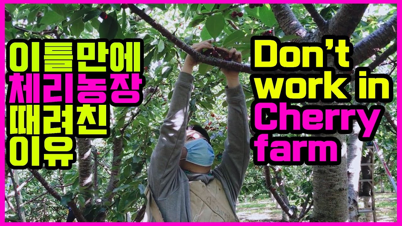 (🇰🇷🇨🇦🇪🇦🇯🇵) 캐나다 체리 농장 후기 Go to the cherry orchard in Canada - YouTube
