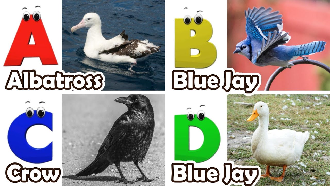 Birds Alphabet Song for Kids | Birds ABC Song | Phonics for Kids | Baby ...