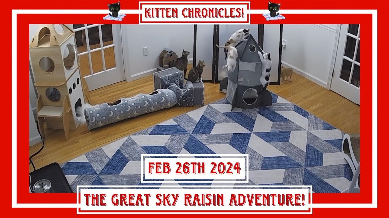 Kitten Chronicles - Feb 26th 2024 - The Great Sky Raisin Adventure ...