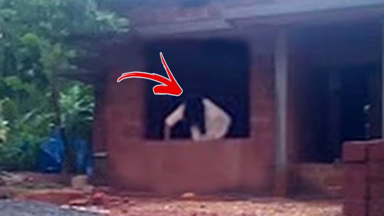 Top 5 Scary Cryptids That Will Haunt Your Dreams - YouTube