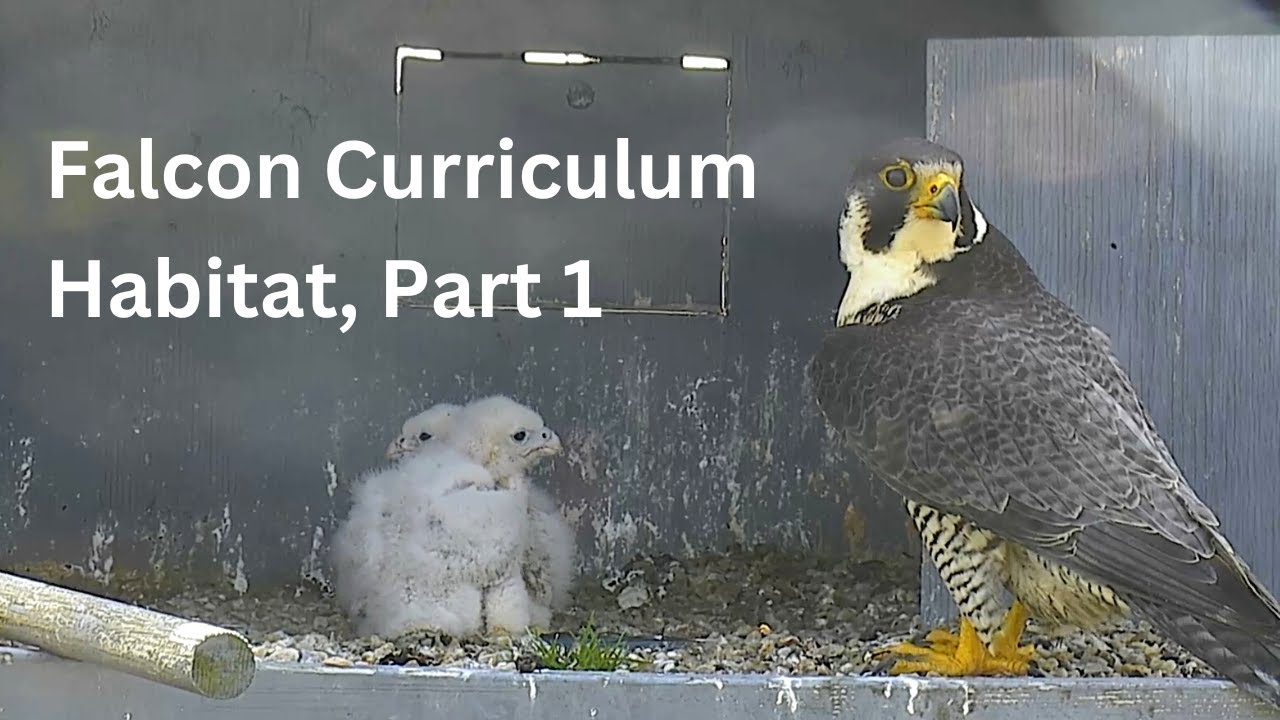 Falcon Curriculum: Habitat, Part 1 - YouTube
