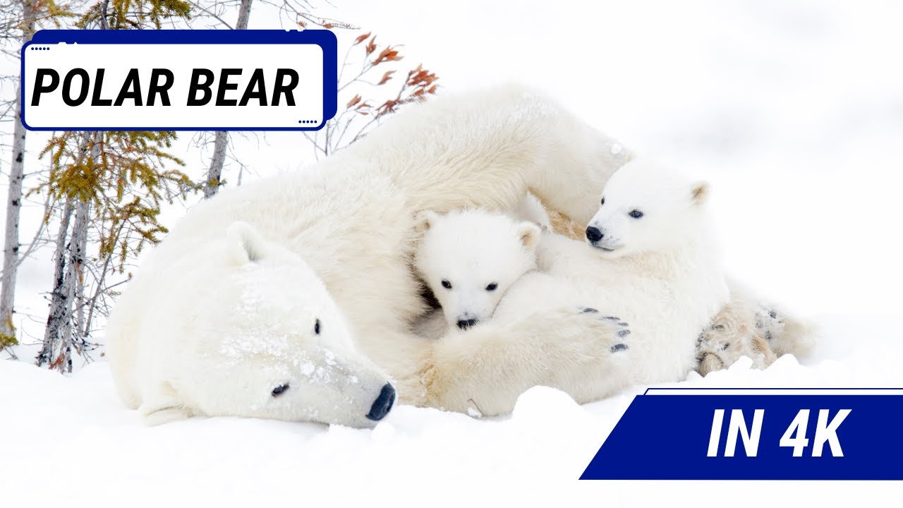 The Arctic's Giants: A Breathtaking 4K Encounter with Polar Bears. # ...