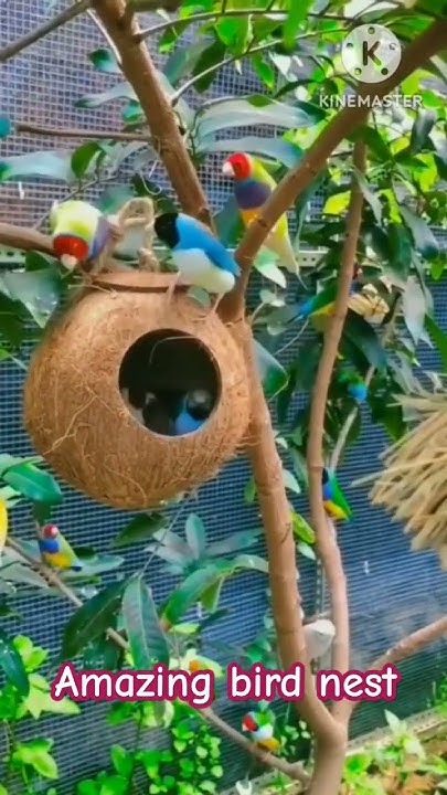 amazing bird nest #nest #birds - YouTube