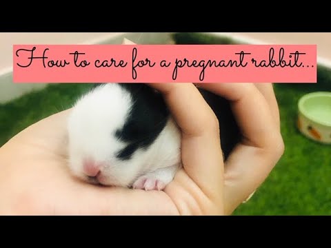 How To Care For A Pregnant Rabbit!? - YouTube