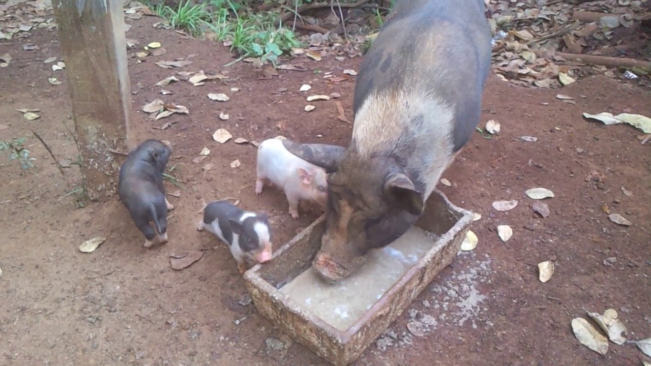 Pig raising, Cambodia pig, khmer pig, pig eating, pig feeding - YouTube
