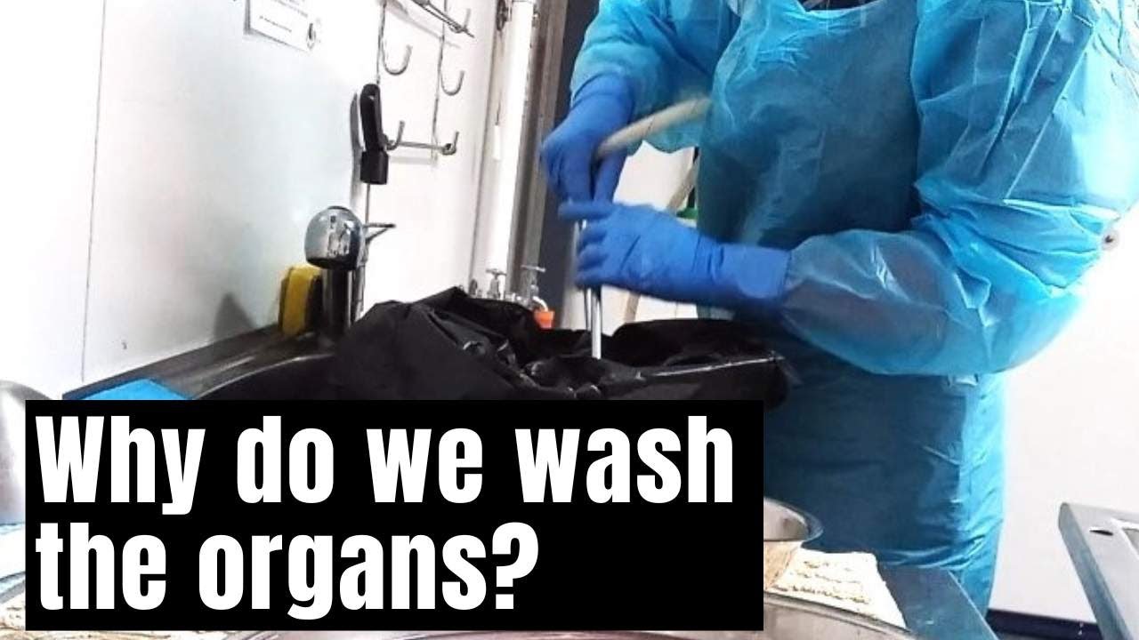 Why wash the organs in the mortuary? - YouTube