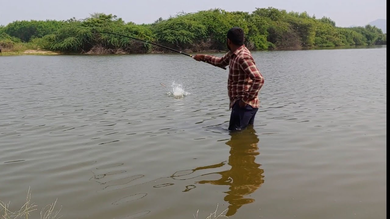incredible Red bellied fish hunting || best fishing video || Grass carp ...