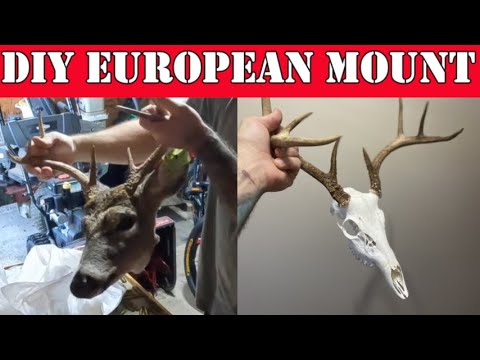 HOW TO: EUROPEAN DEER MOUNT! SIMPLE AND CHEAP! - YouTube