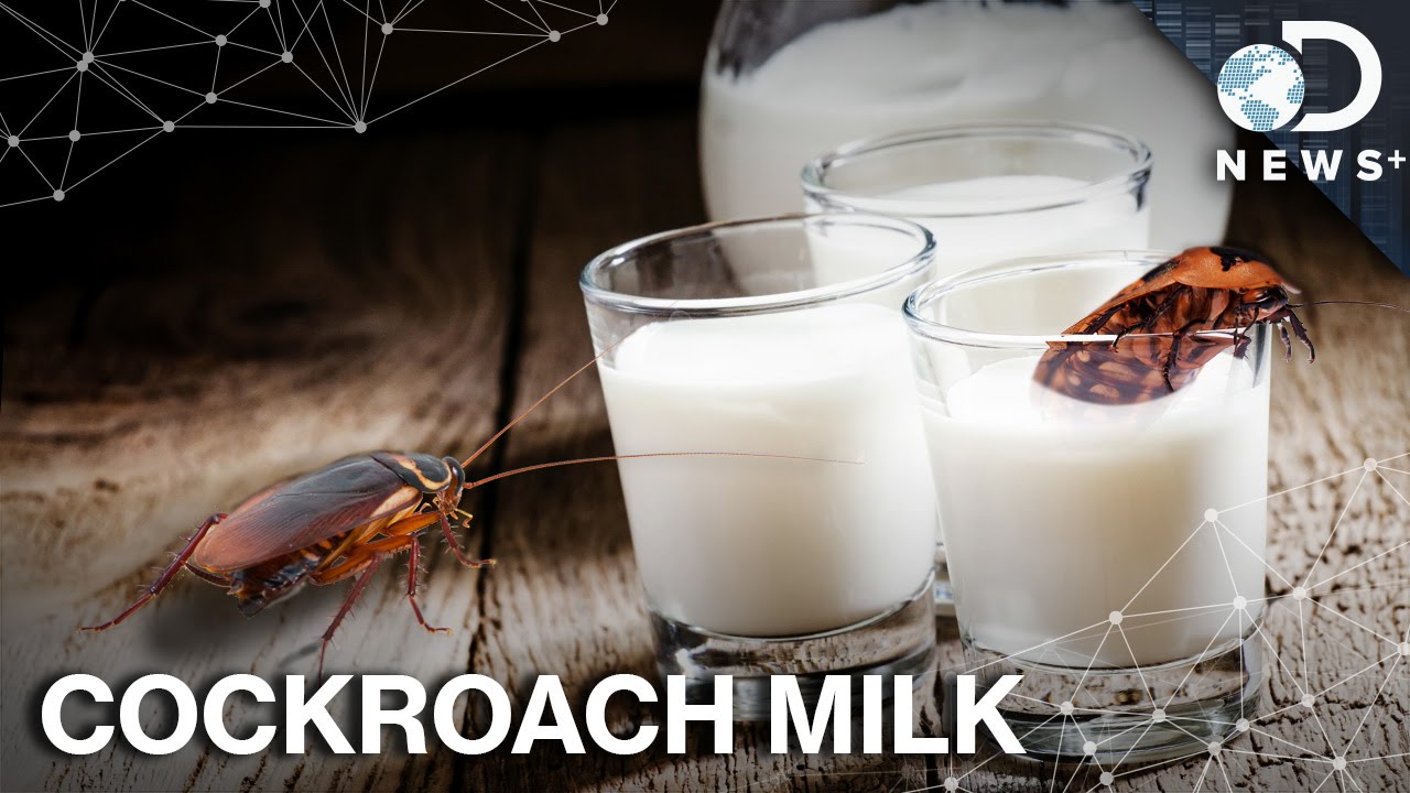 Cockroaches Have The Most Nutritious Milk On Earth! - YouTube