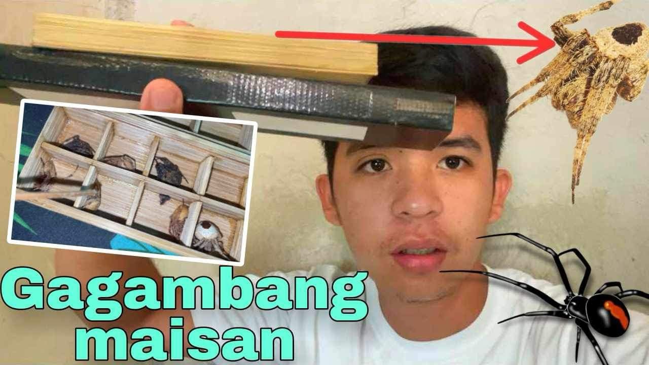 MGA NAHULI KO SA PAG SPIDER HUNTING,ANG DAMI MALAKI TIYAN! - YouTube