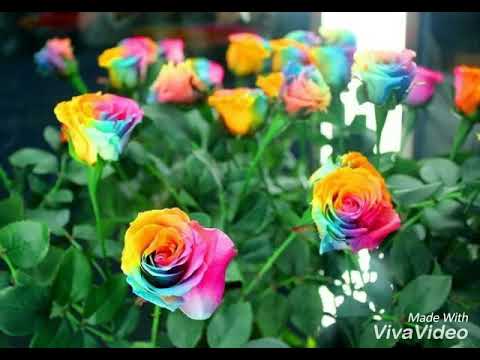 Most beautiful and rare roses - YouTube