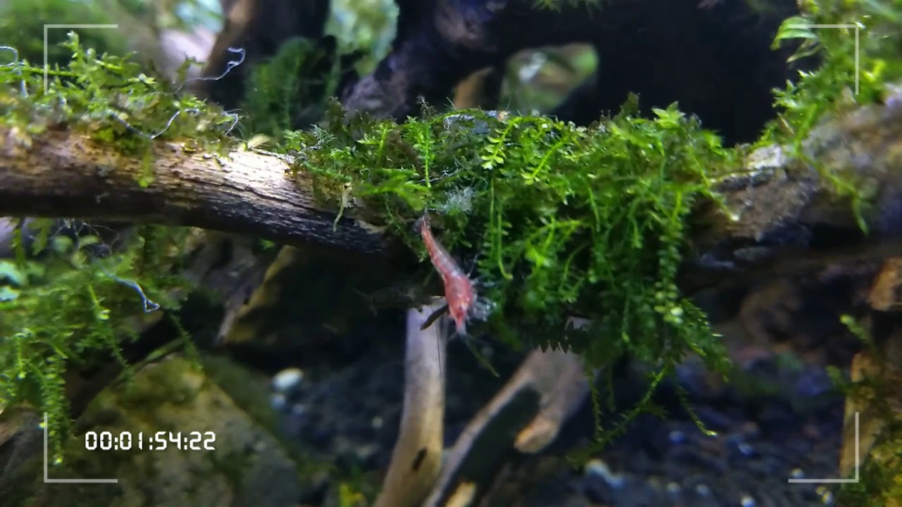 Bucephalandra Moss With Alga - YouTube