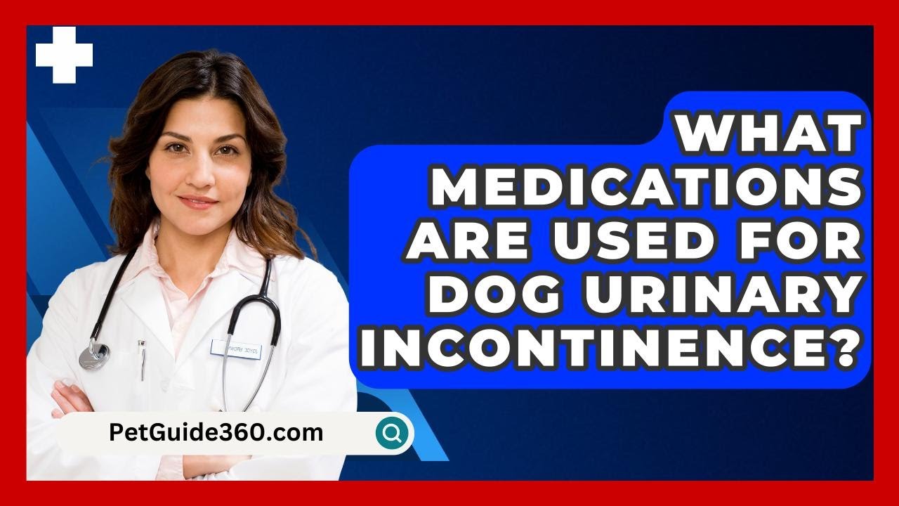 What Medications Are Used For Dog Urinary Incontinence? - PetGuide360 ...