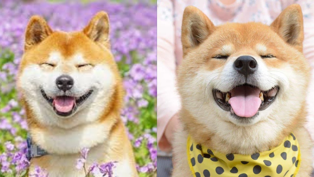 Funny Shiba Inu Moments - Shiba Inu Videos Compilation - Episode 12 ...
