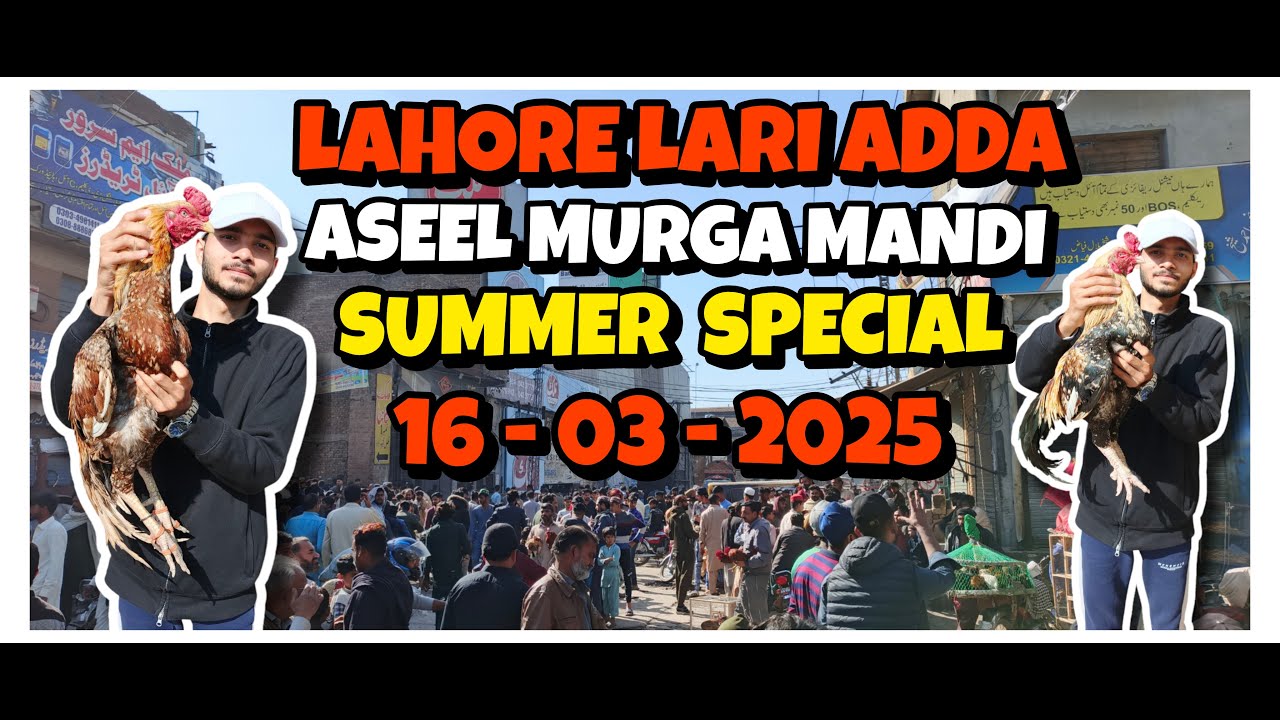 Lahore Aseel Murga Mandi || Lahore Lari Adda Aseel Murga Mandi 2025 ...