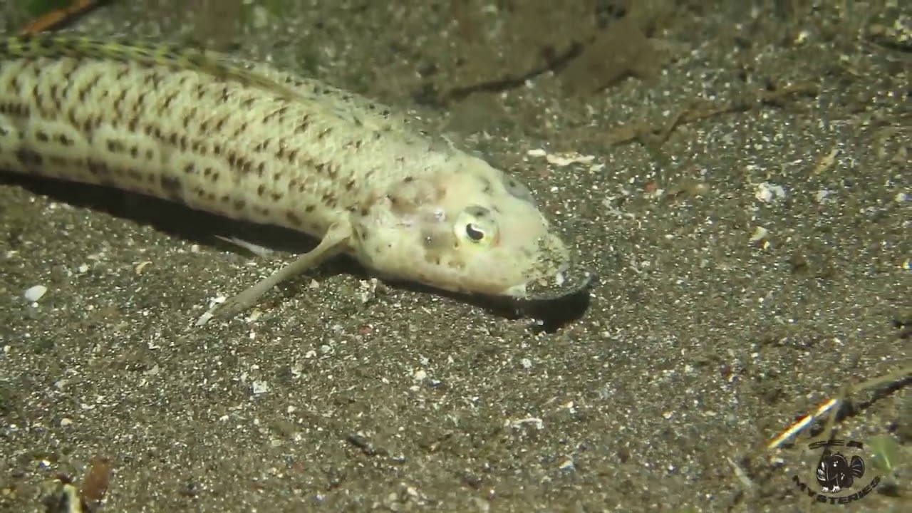 Amazing Feeding to the Bobbit Worm!!!! - YouTube