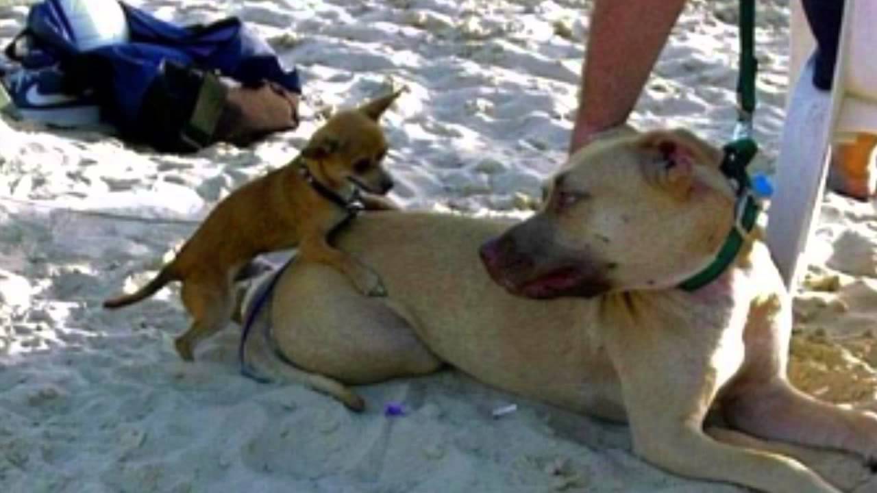 Ghetto Dog - Mothafucka - YouTube