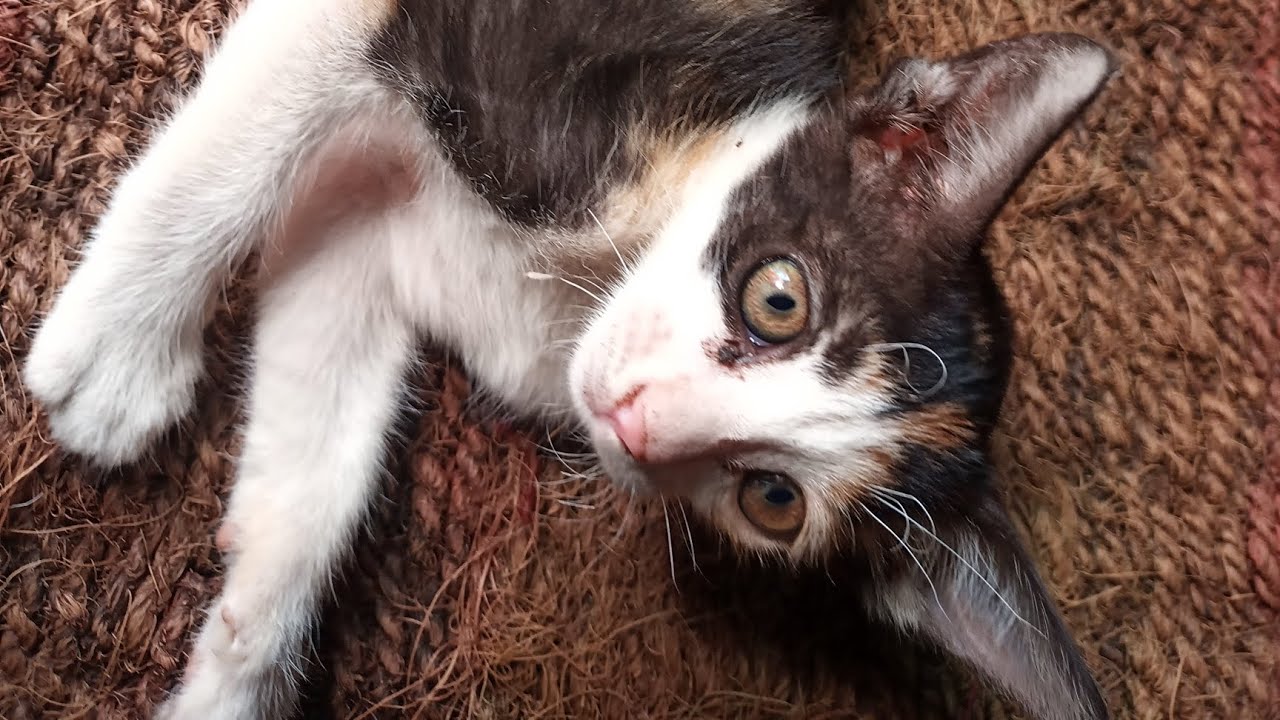 Cuty kitty 🐈 sleeping - YouTube