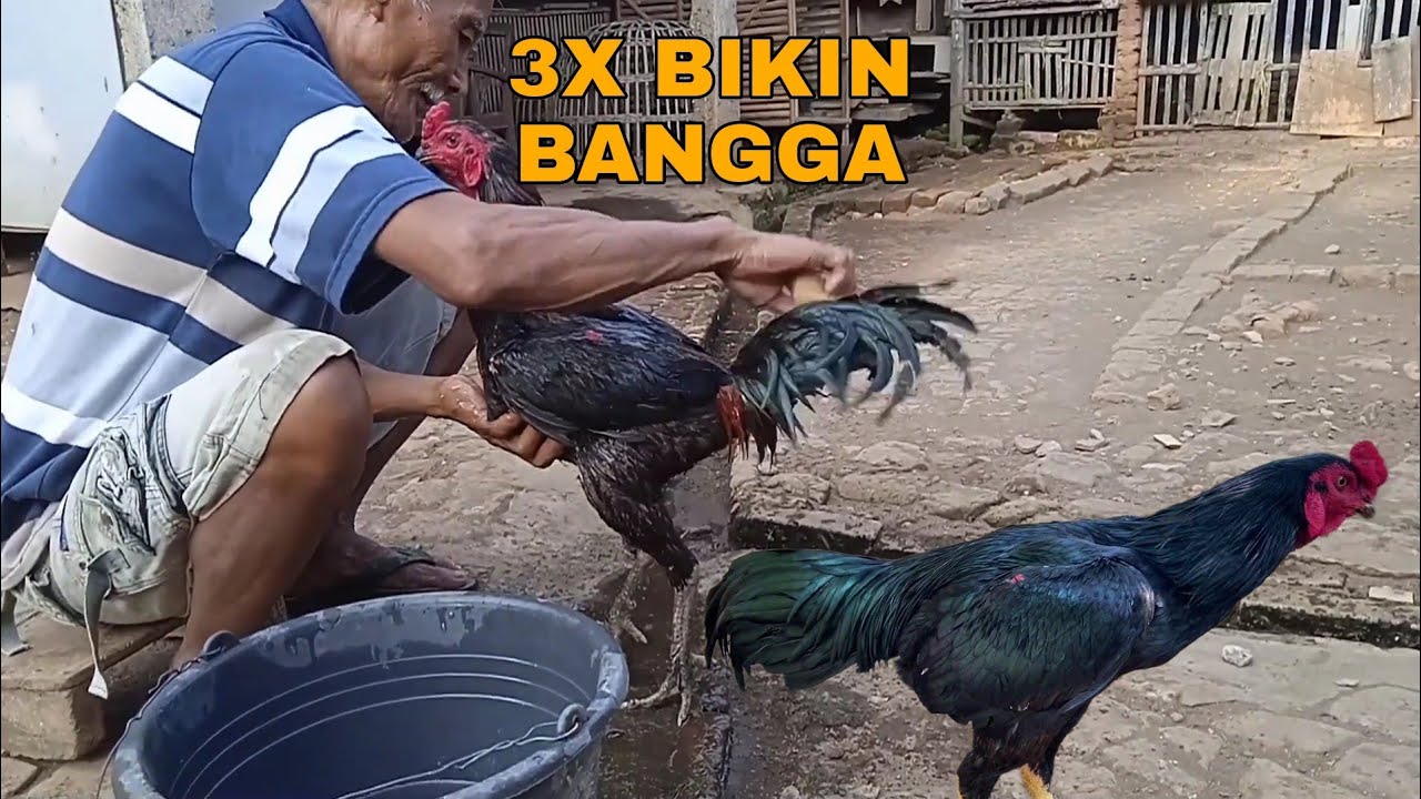 AYAM KAKEK BARU SAJA DAPAT PRESTASI PAMANGON SIMBAR SUPER VIP, BK PAMA ...
