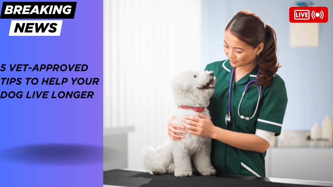 5 Vet Approved Tips to Help Your Dog Live Longer 1 - YouTube