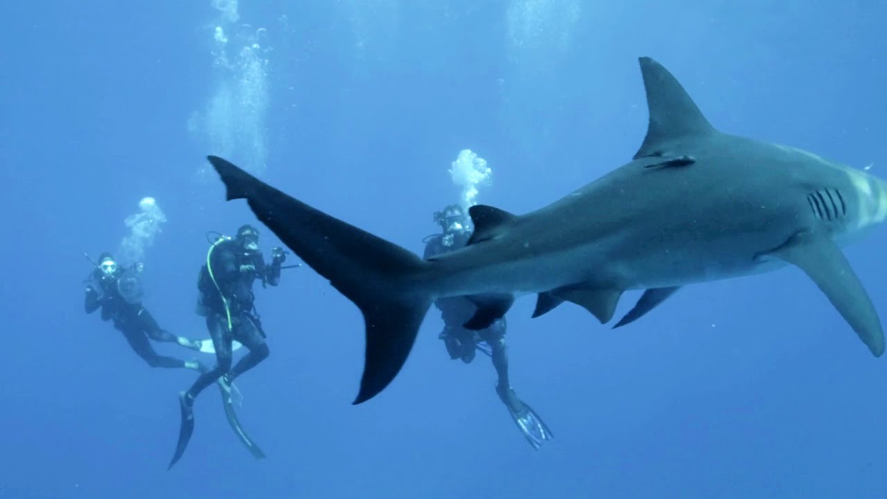 Expedition Unknown | Season 13 Episode 4 Preview | Sharks vs Nazis In ...
