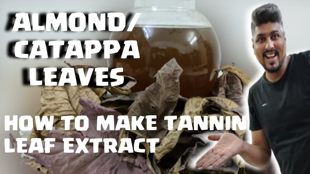 How 2 make Tannins / Leaves Extract | Benefits Of Indian Almond ...