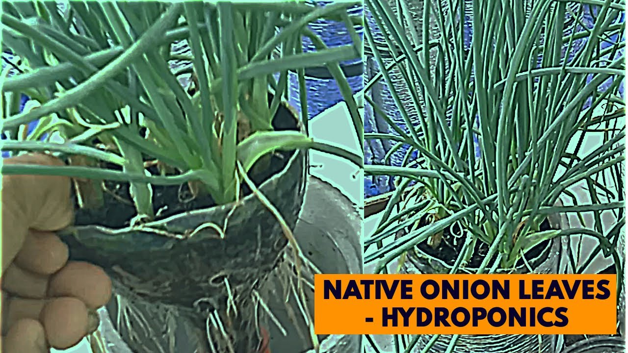 Container Garden Growing Green Native Spring Onion Hydroponically At ...