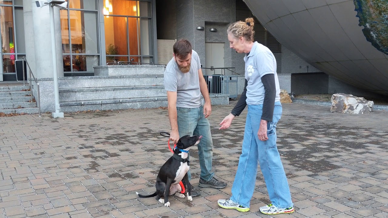 Dog Training Tip: Teaching your Dog to Sit Politely to Be Petted - YouTube