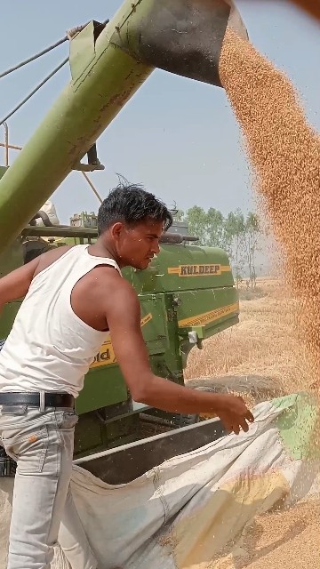 harvester cutting machine / gehu katane ki machine /pampan #wheat # ...