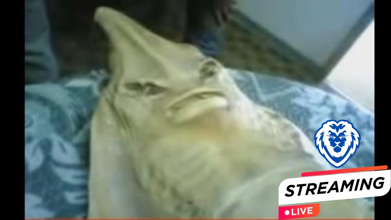 AZAB IKAN PARI #live #indonesia #stream #chill - YouTube