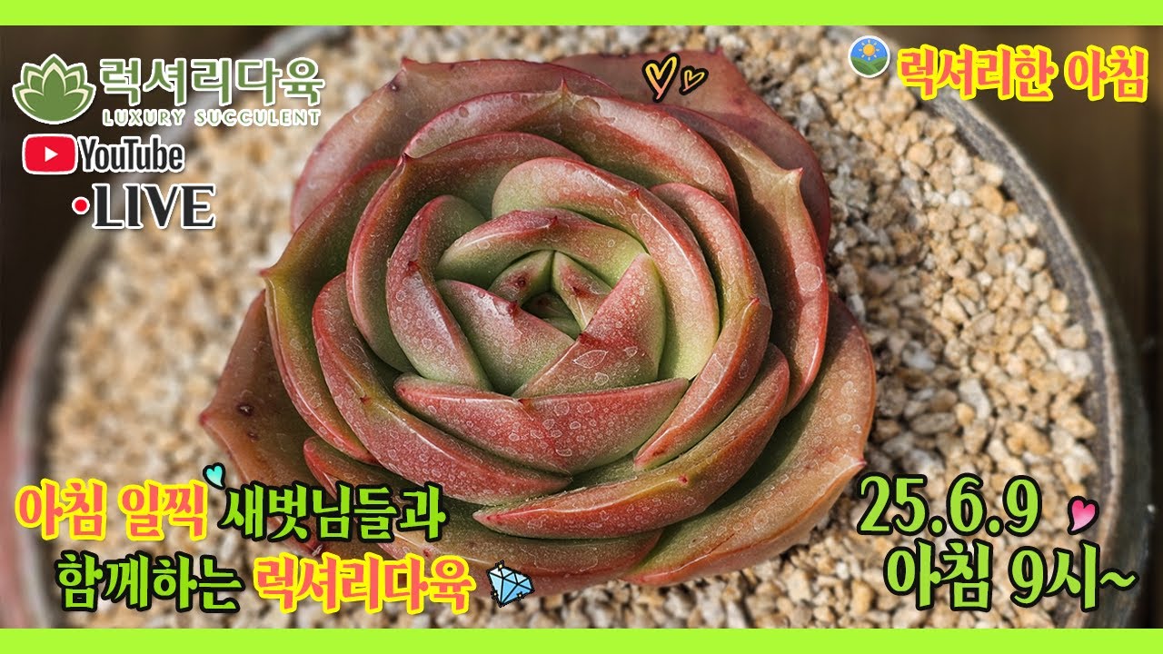 일상복귀 월요병 사랑하는 다육이로 극뽁~ 해볼까요😍 예쁜 다육가득 럭셔리한 아침😍 25년 6월 9일 럭셔리다육 실시간방송 럭셔리다육 다육판매영상 다육방송