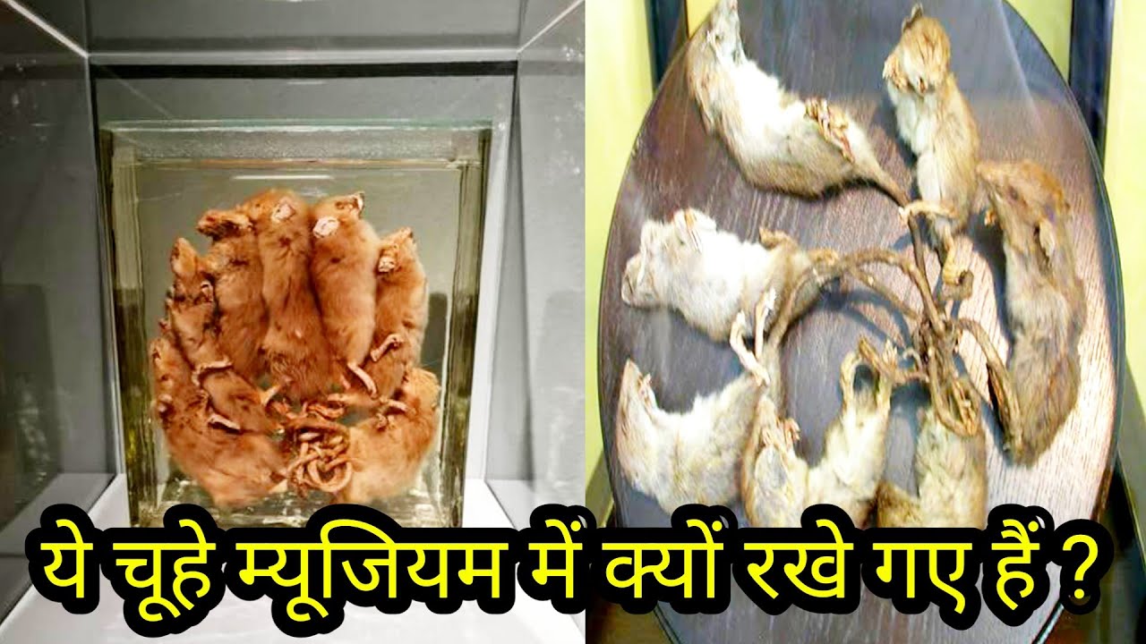 Rat King | Why Rats have been kept in museum ? @SaraswatiEarth - YouTube