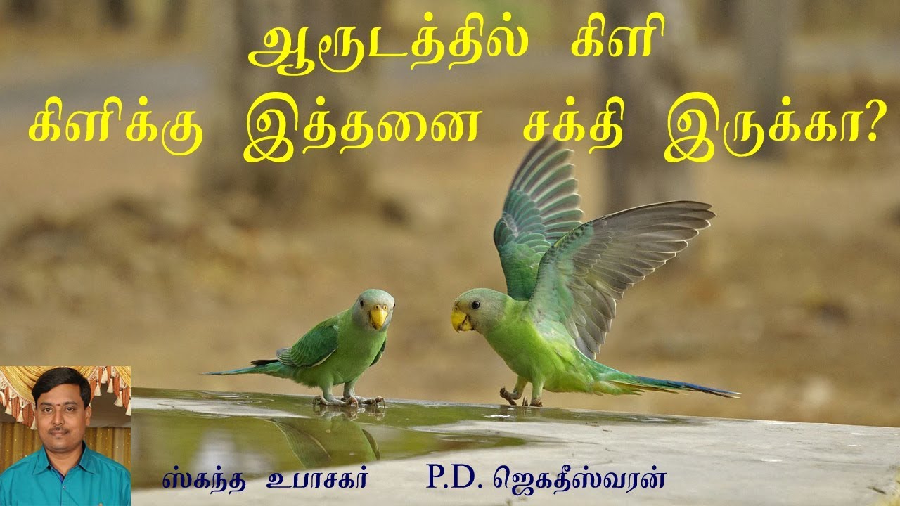 ஆருட சாஸ்திரத்தில் கிளி | தெய்வீக சக்தி நிறைந்த கிளி | Kili jothidam ...